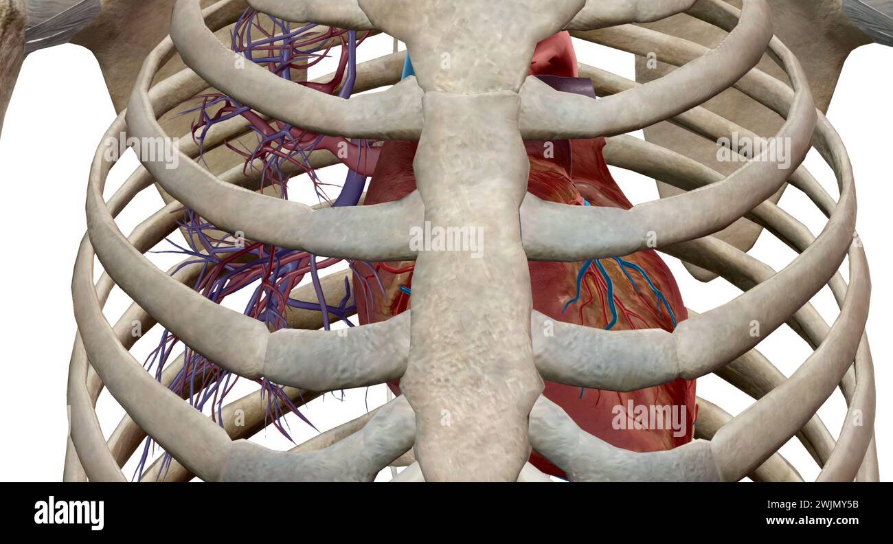 Hearts muscular structure hi-res stock photography and images - Alamy