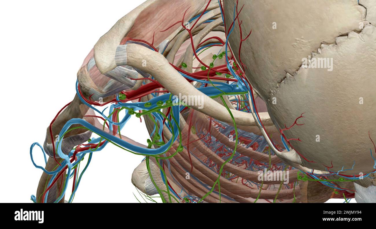 Axillary lymph nodes hi-res stock photography and images - Alamy