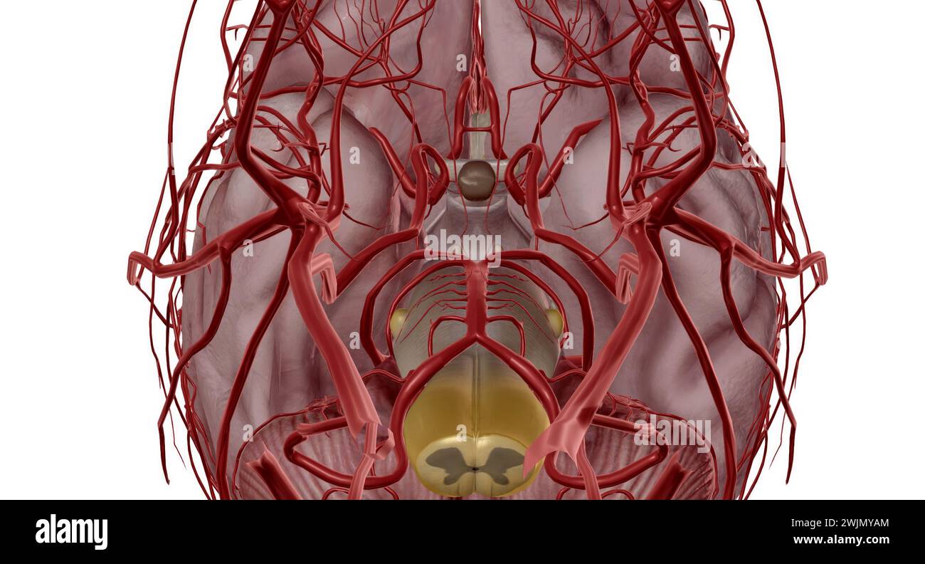 It helps blood flow from both the anterior and posterior parts of the ...