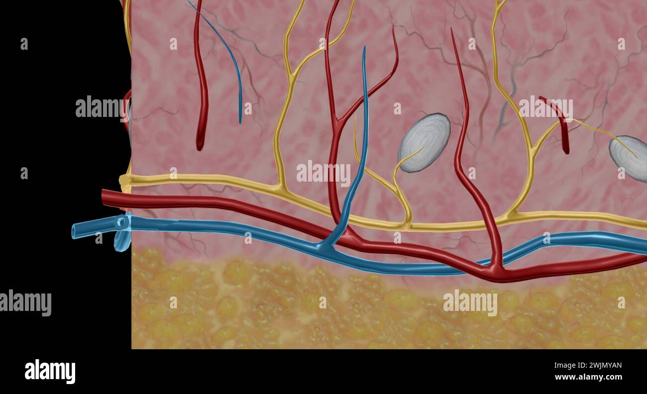 A hair follicle is a tube like structure that surrounds the root and ...