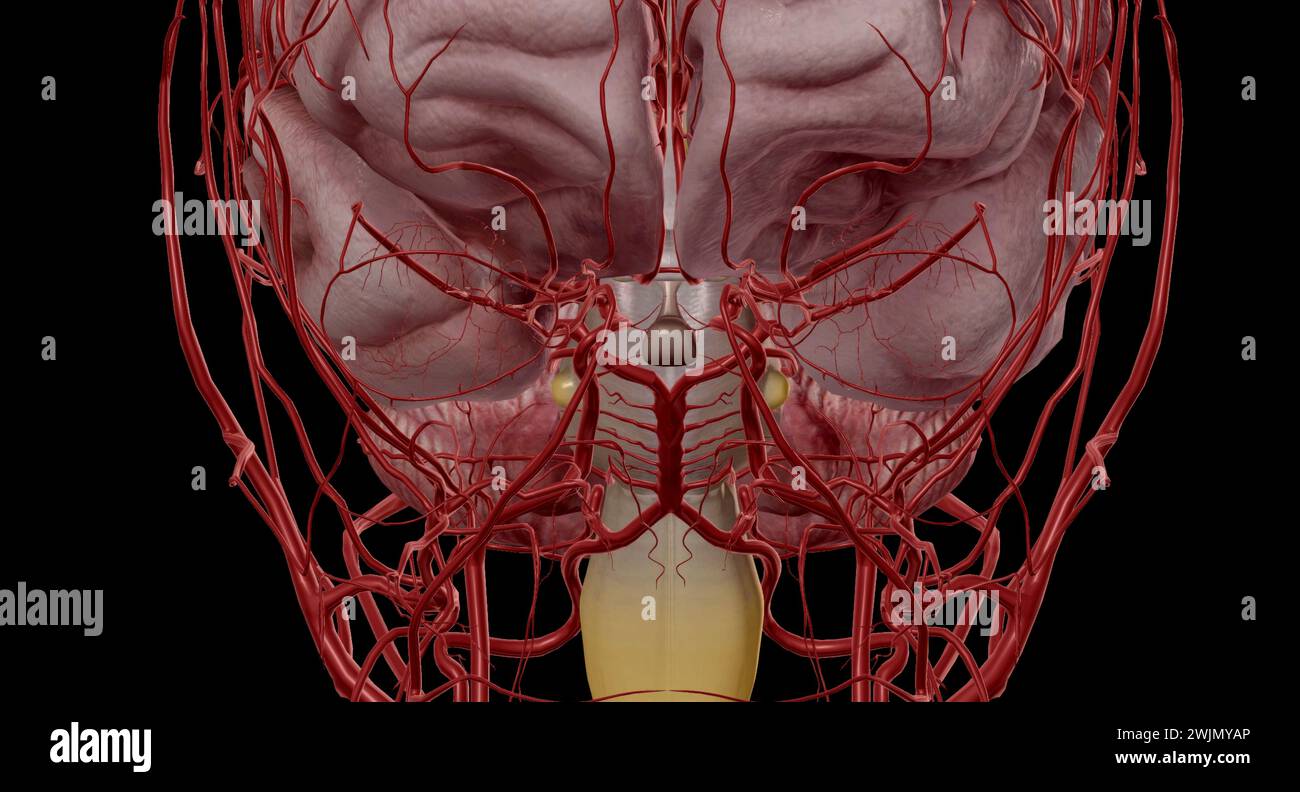 It helps blood flow from both the anterior and posterior parts of the ...