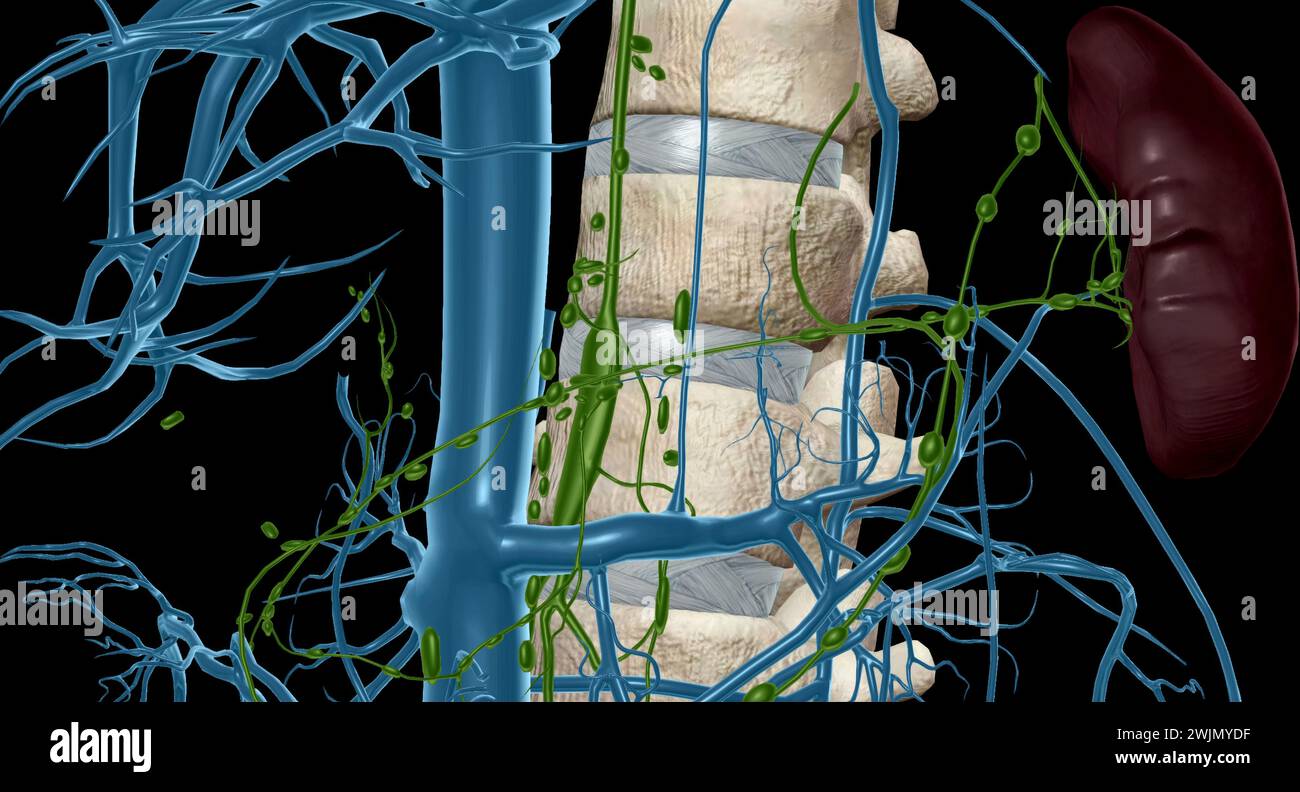 Cisterna chyli is an enlarged sac located at the lower end of the ...