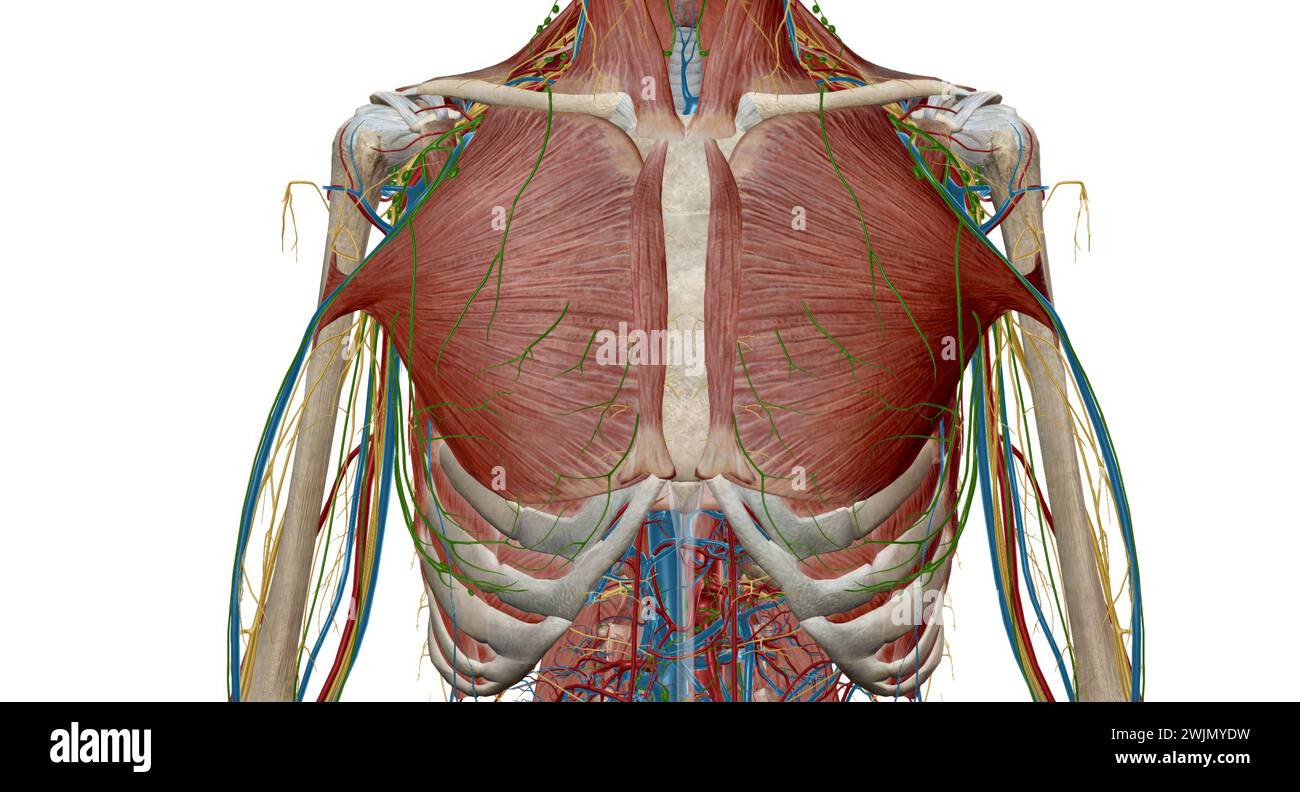 Pelvic girdle animals hi-res stock photography and images - Alamy