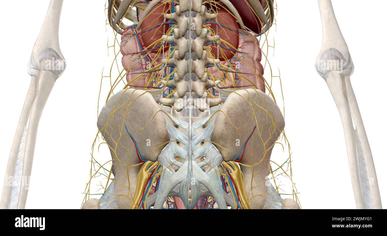 Ileum endoscopy hi-res stock photography and images - Alamy