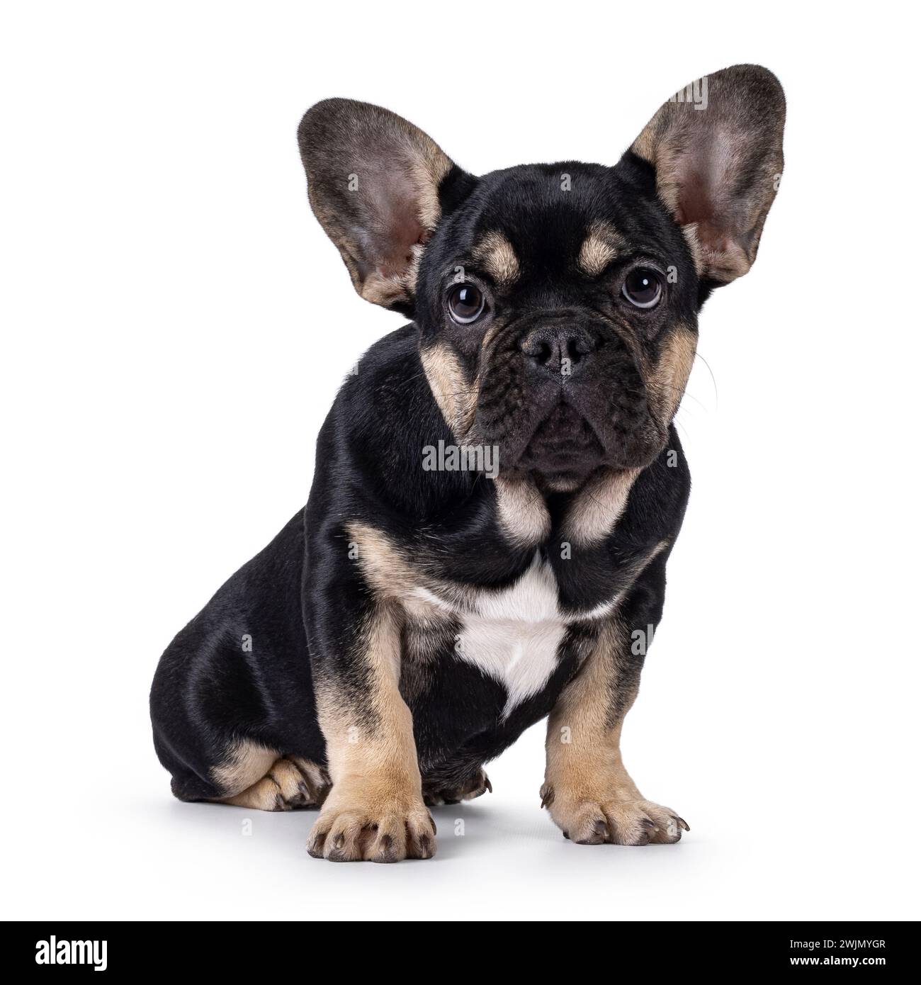 Cute black with brown french Bulldog dog puppy, sitting and leaning ...