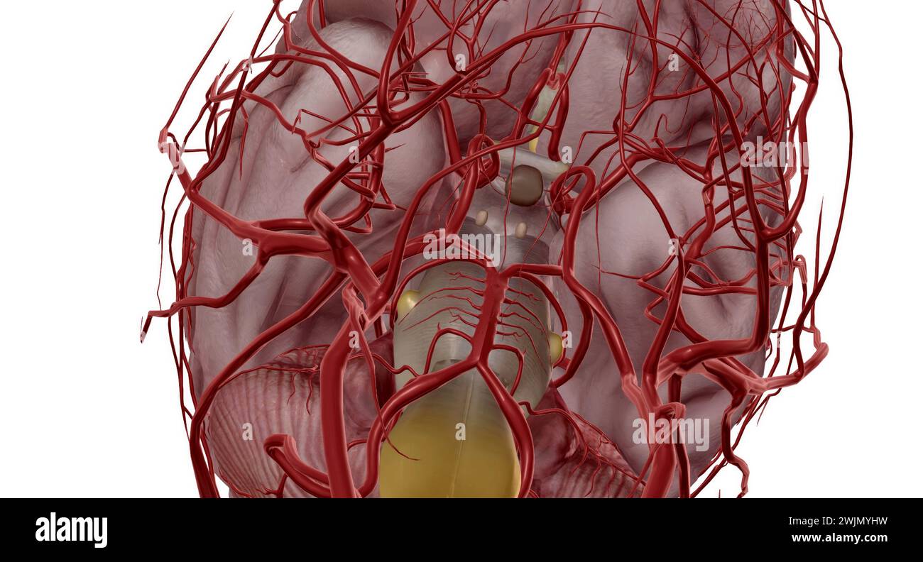 3d cerebral angiography hi-res stock photography and images - Alamy