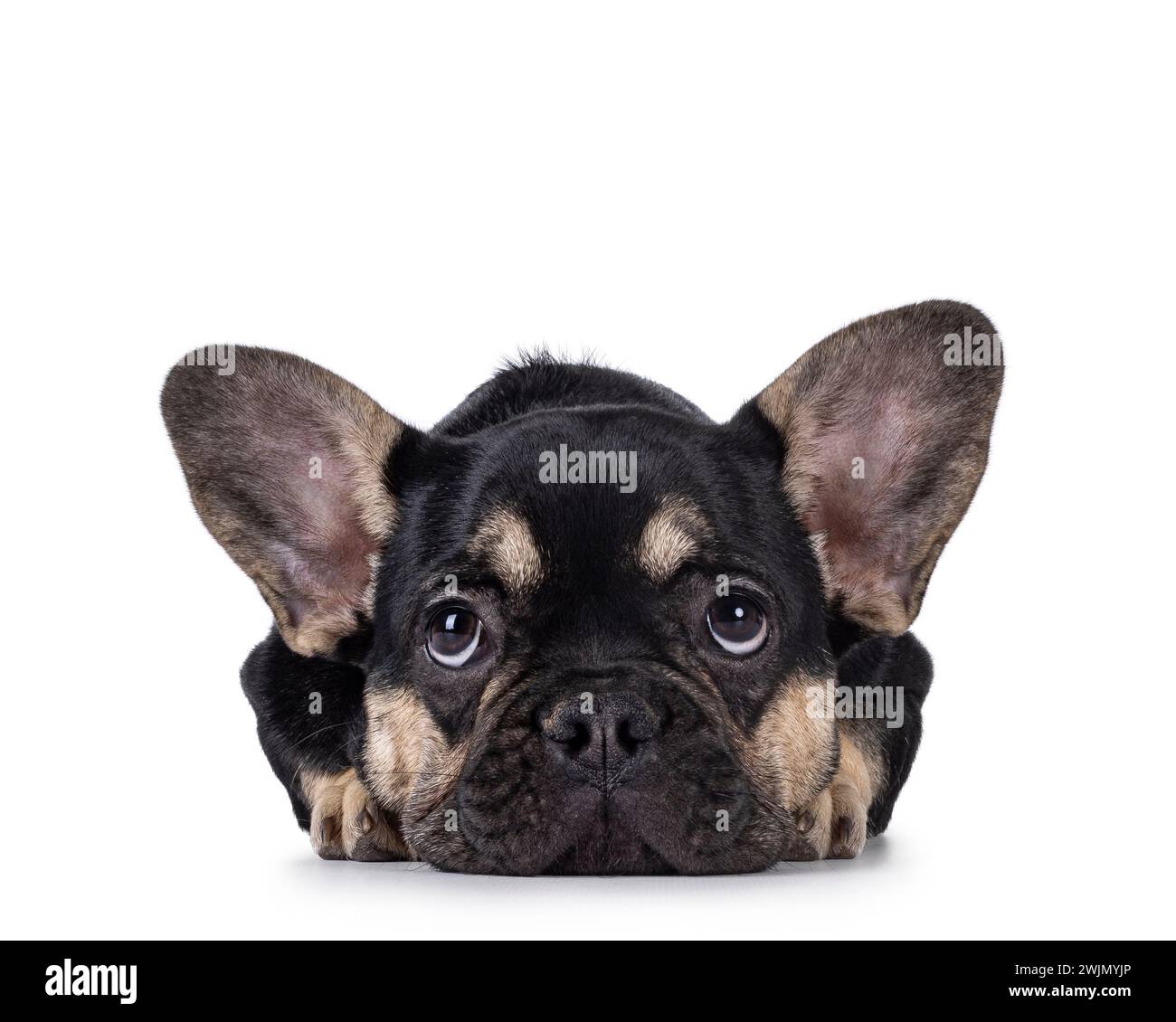 Cute black with brown french Bulldog dog puppy, laying head down facing ...