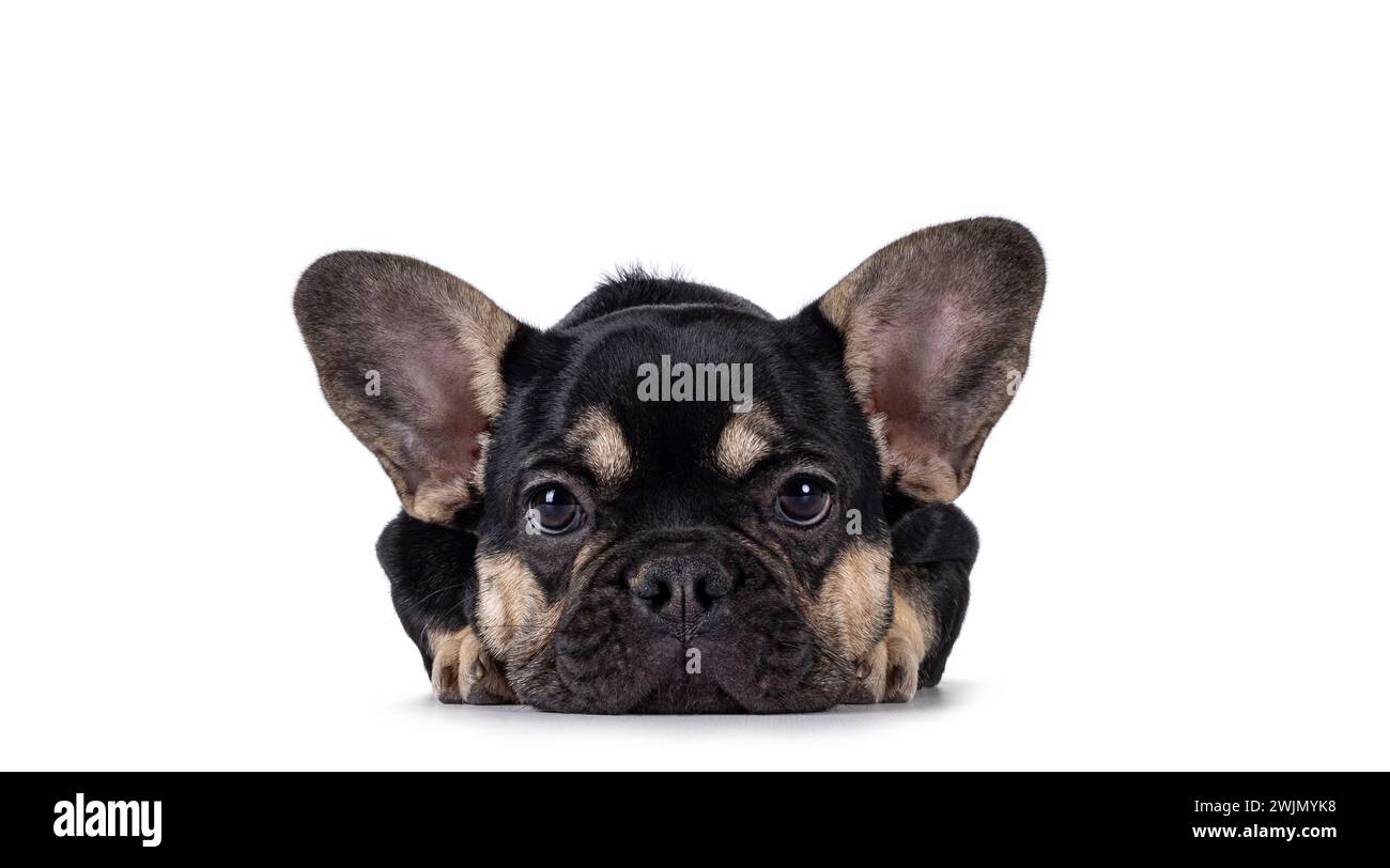 Cute black with brown french Bulldog dog puppy, laying head down facing ...