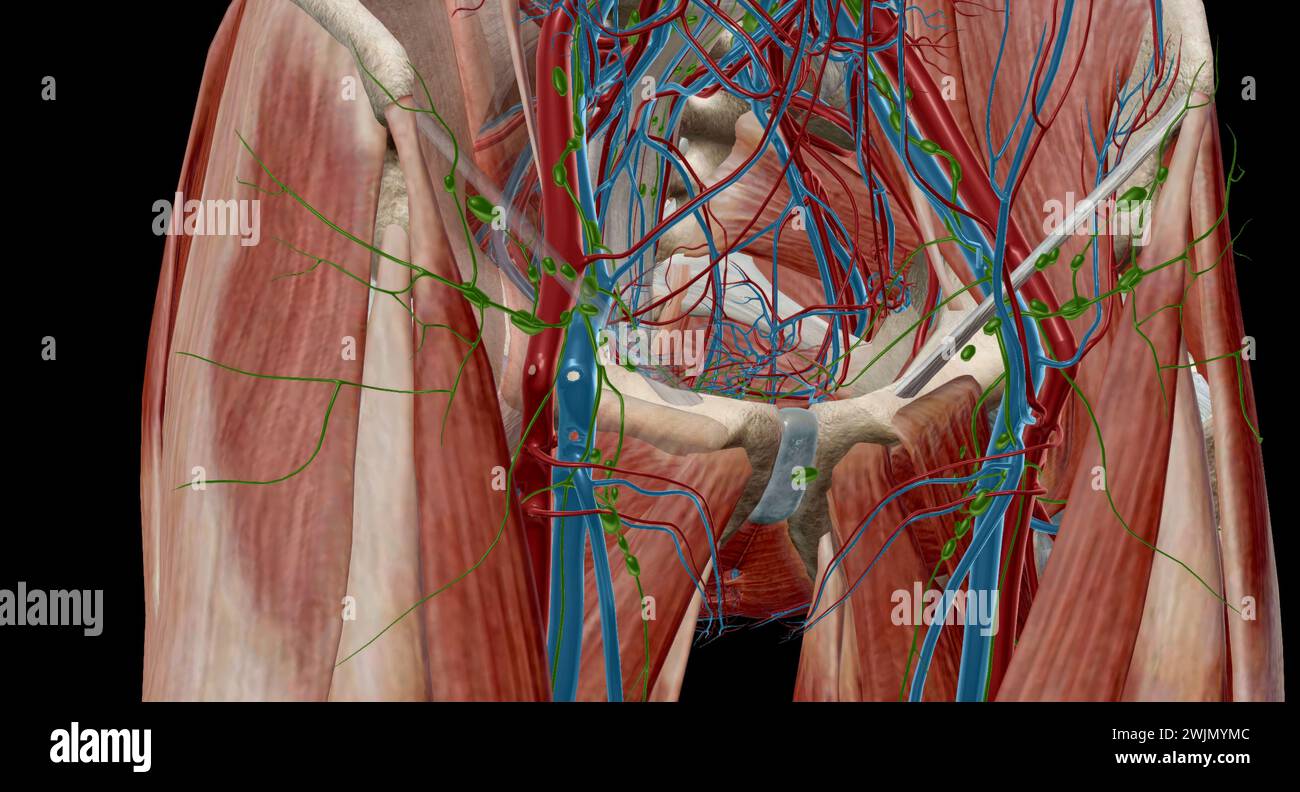 Inguinal Lymph Nodes Are Lymph Nodes In The Human Groin Located In The Femoral Triangle Of The