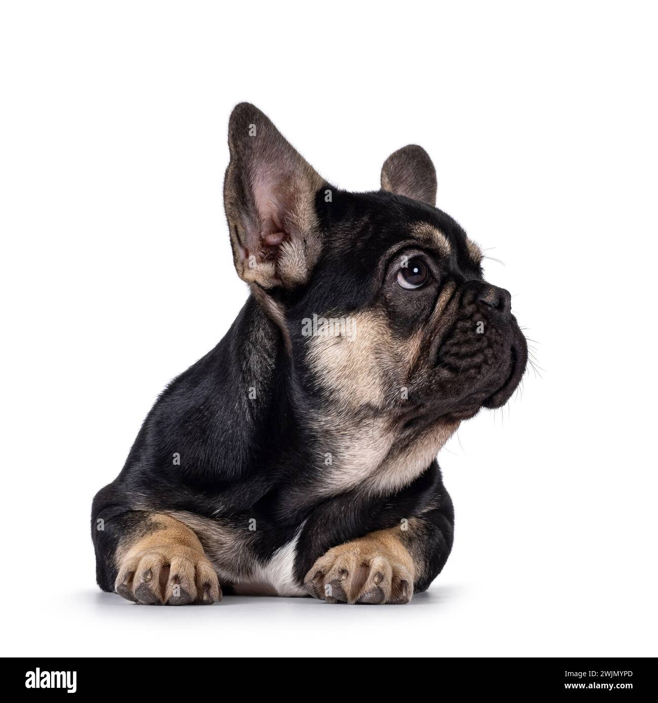 Cute black with brown french Bulldog dog puppy, laying down facing ...