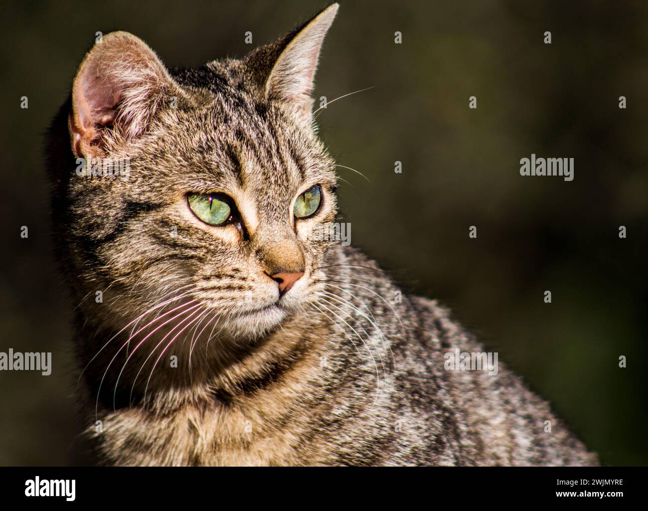 Cat look Portrait Stock Photo - Alamy