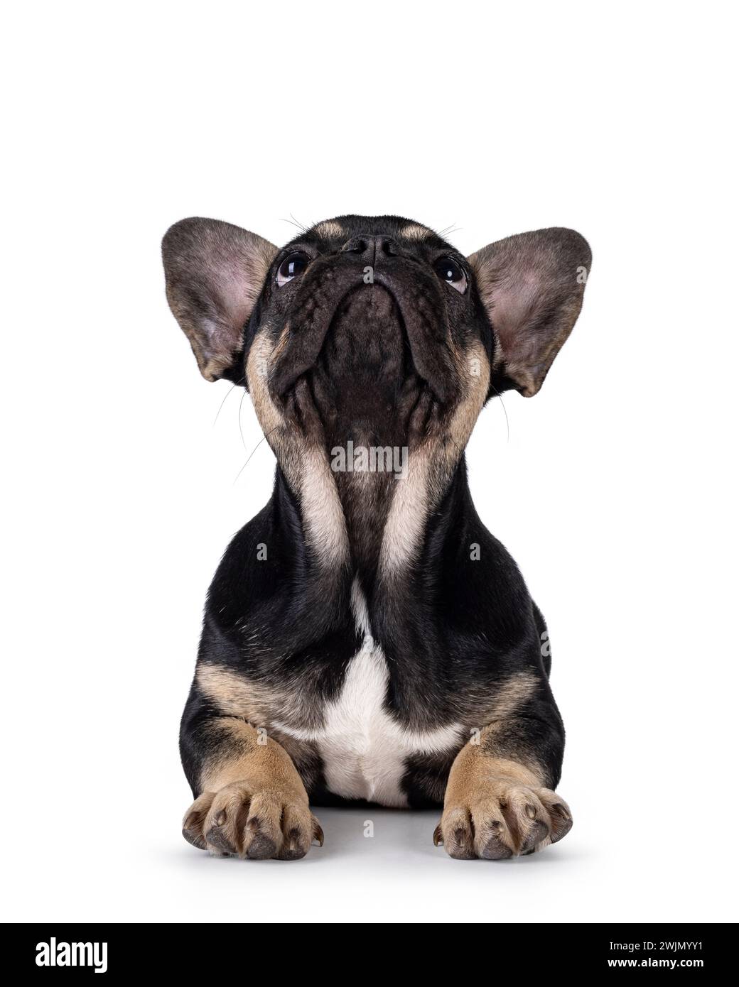 Cute black with brown french Bulldog dog puppy, laying down facing ...