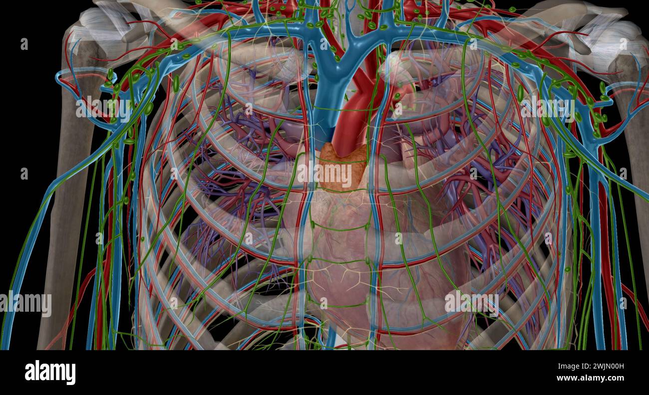 Thymus diagram hi-res stock photography and images - Alamy