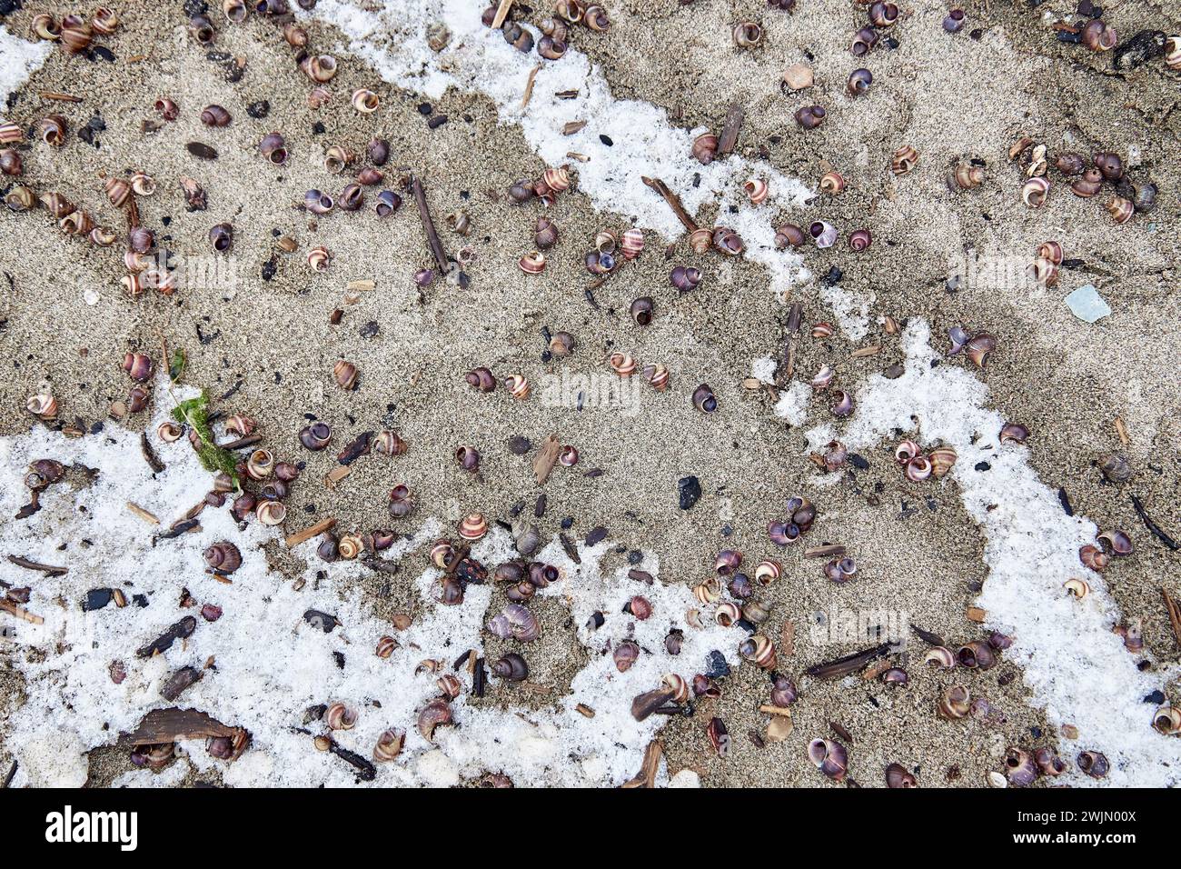 Seashore sand shells covered hi-res stock photography and images - Alamy