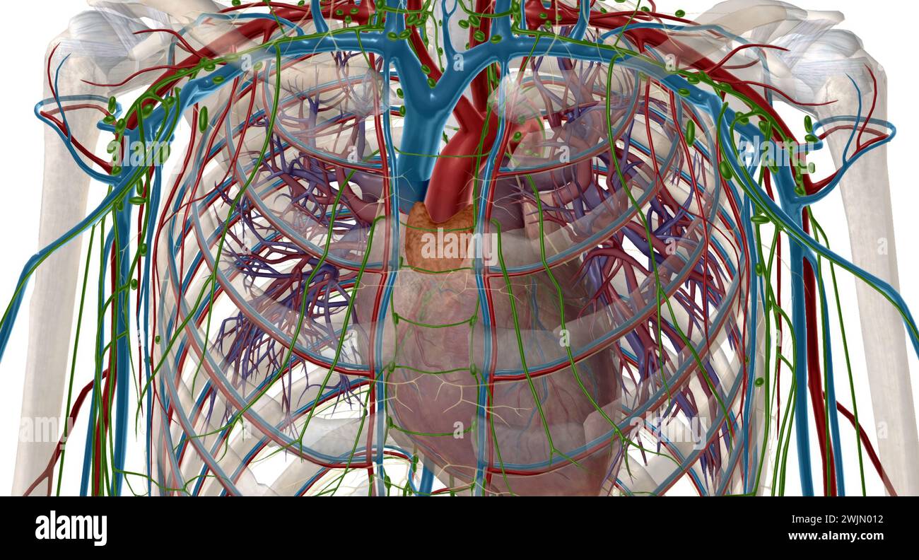 Vascular system in body hi-res stock photography and images - Alamy
