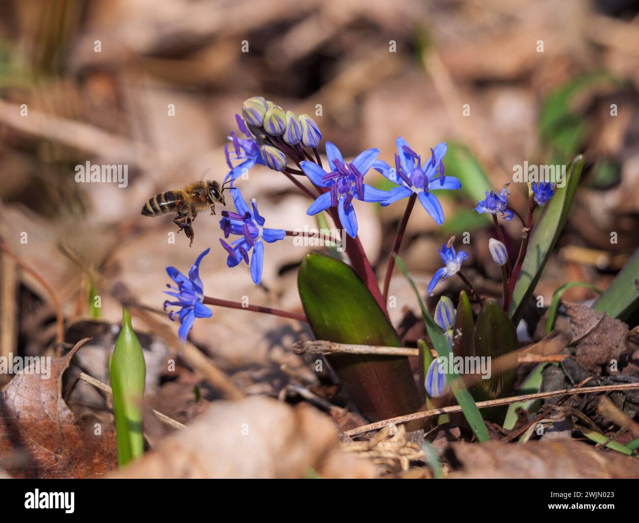 Honeybee Approaching Vibrant Blue Scilla Flowers in Early Spring ...