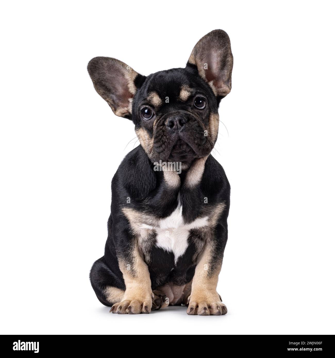 Cute black with brown french Bulldog dog puppy, sitting facing front ...