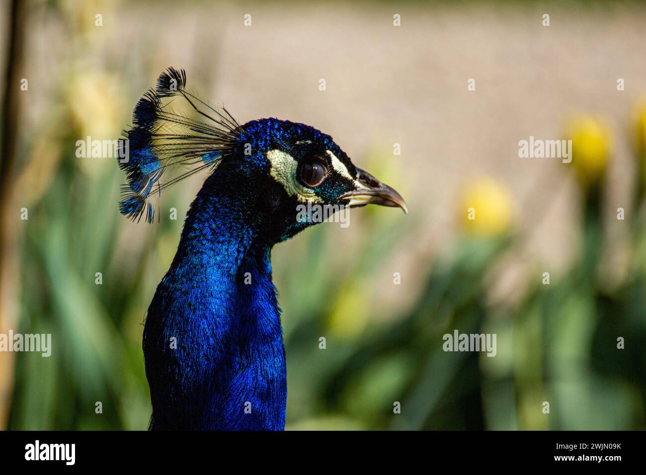 Metallic blue wings hi-res stock photography and images - Alamy