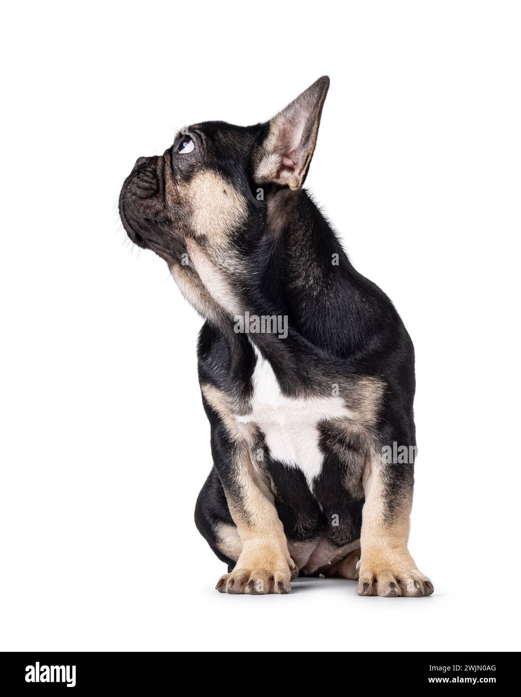 Cute black with brown french Bulldog dog puppy, sitting facing front ...