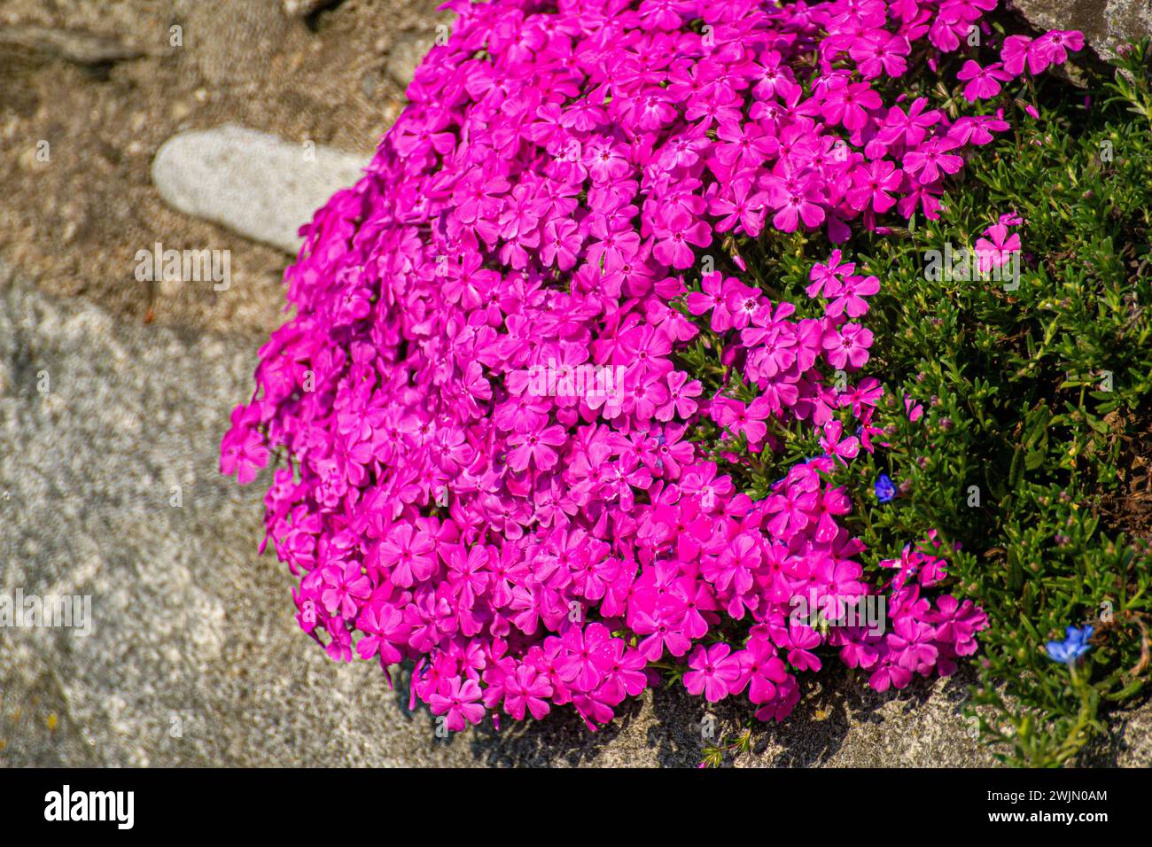 Creeping phlox flowers hi-res stock photography and images - Alamy