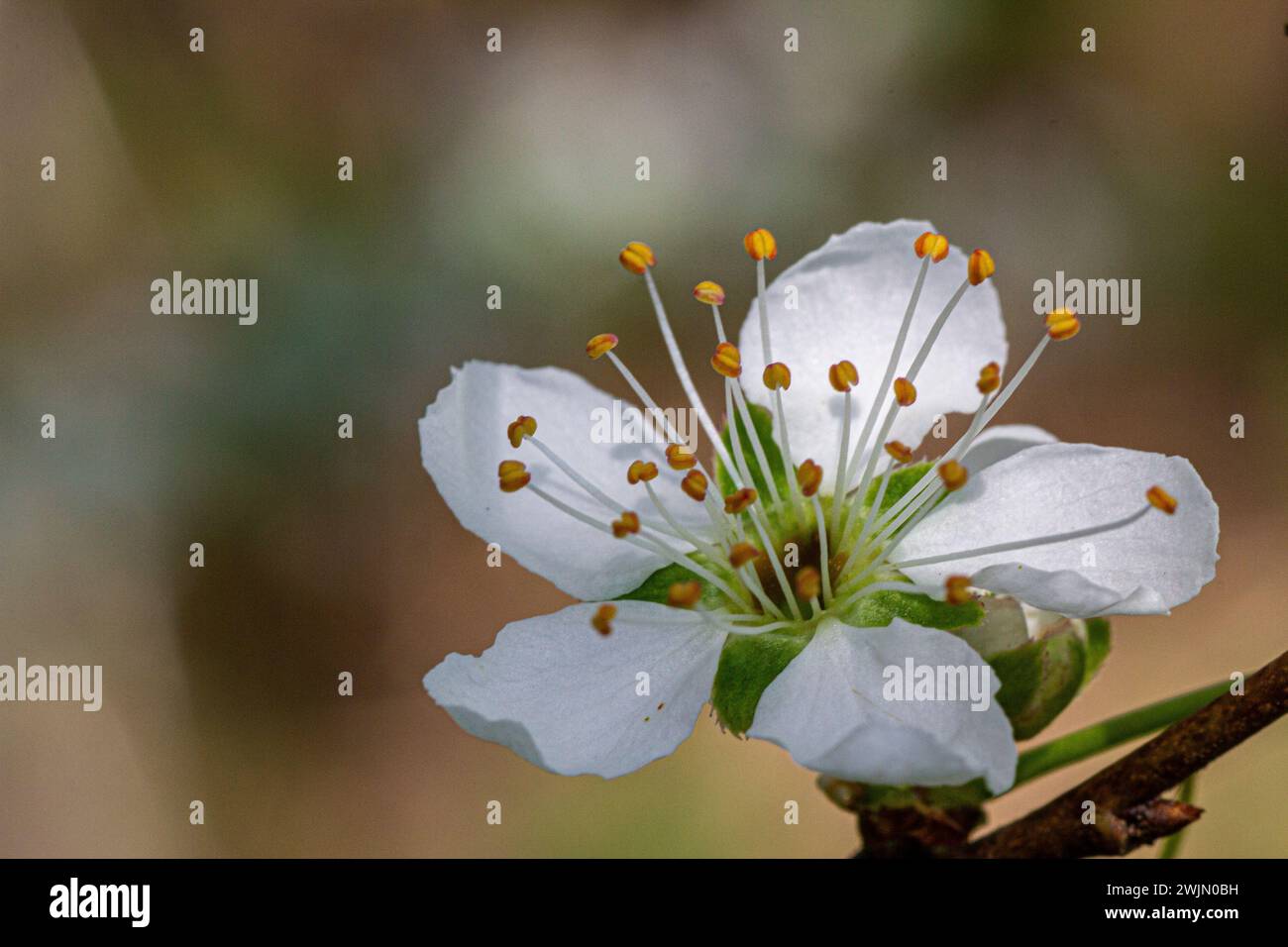 Prunus spinosa plum hi-res stock photography and images - Alamy