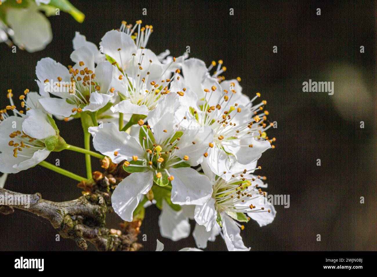 Prunus spinosa plum hi-res stock photography and images - Alamy