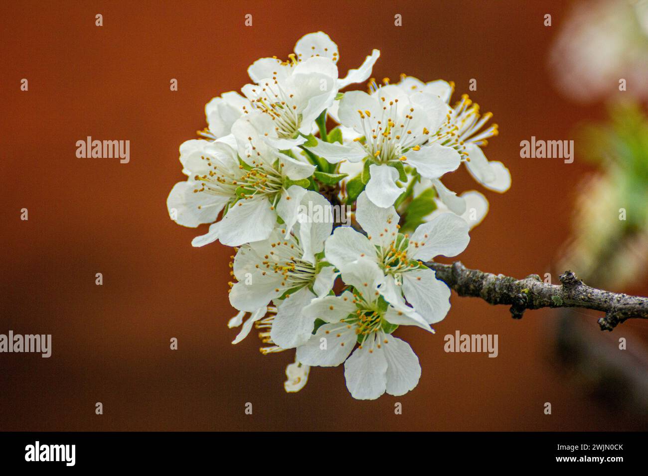 Prunus spinosa plum hi-res stock photography and images - Alamy