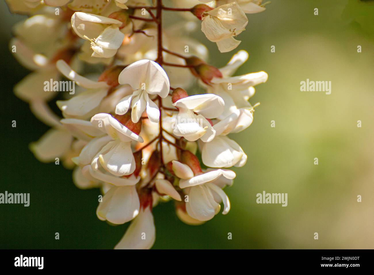 Robinia flower hi-res stock photography and images - Alamy