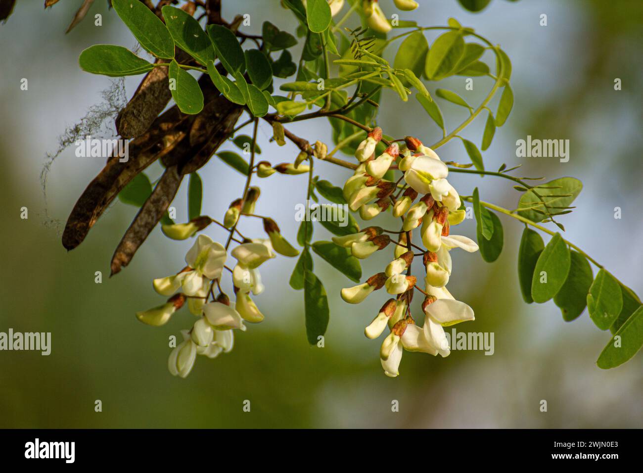 Robinia pseudoacacia flower hi-res stock photography and images - Alamy