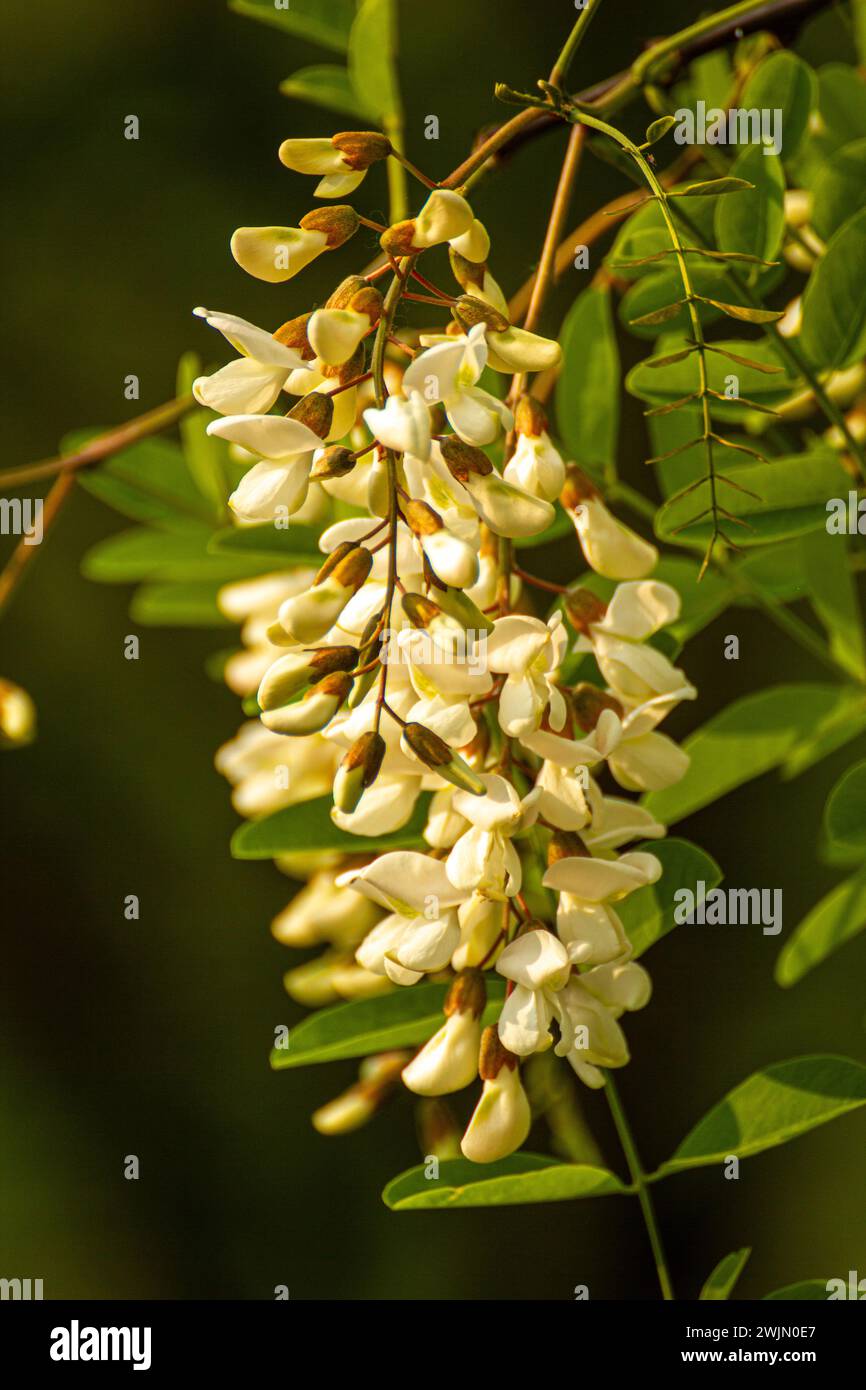 Robinia flower hi-res stock photography and images - Alamy