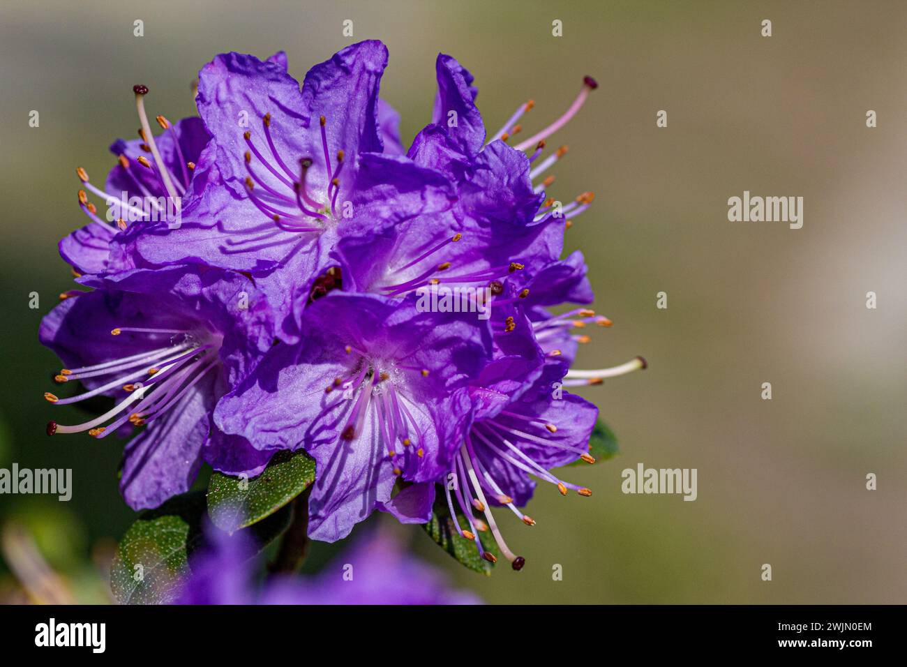 Rhododendron maximum flower hi-res stock photography and images - Alamy