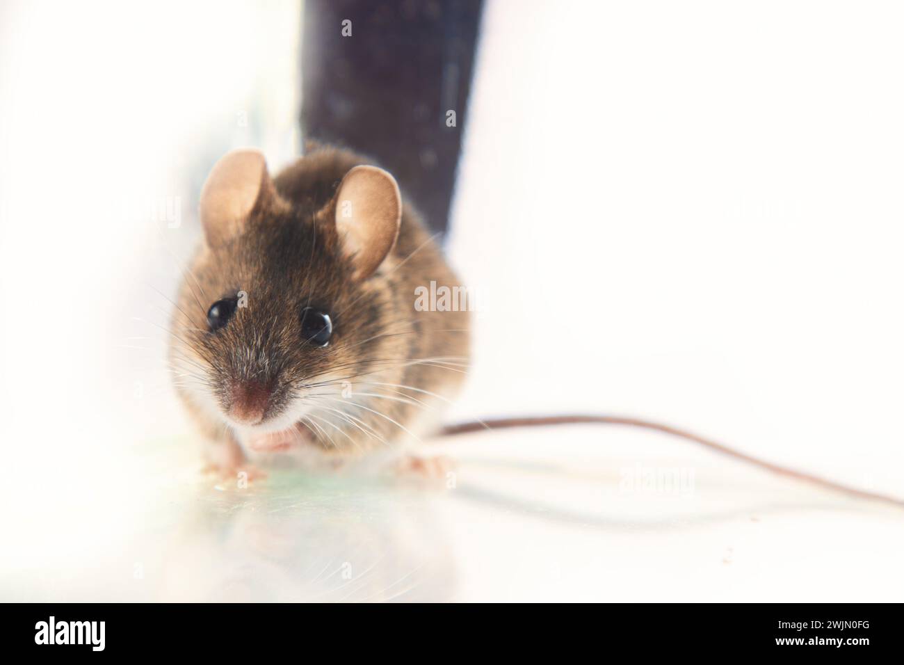 Wild mice enter people's homes and damage food and household items. The ...