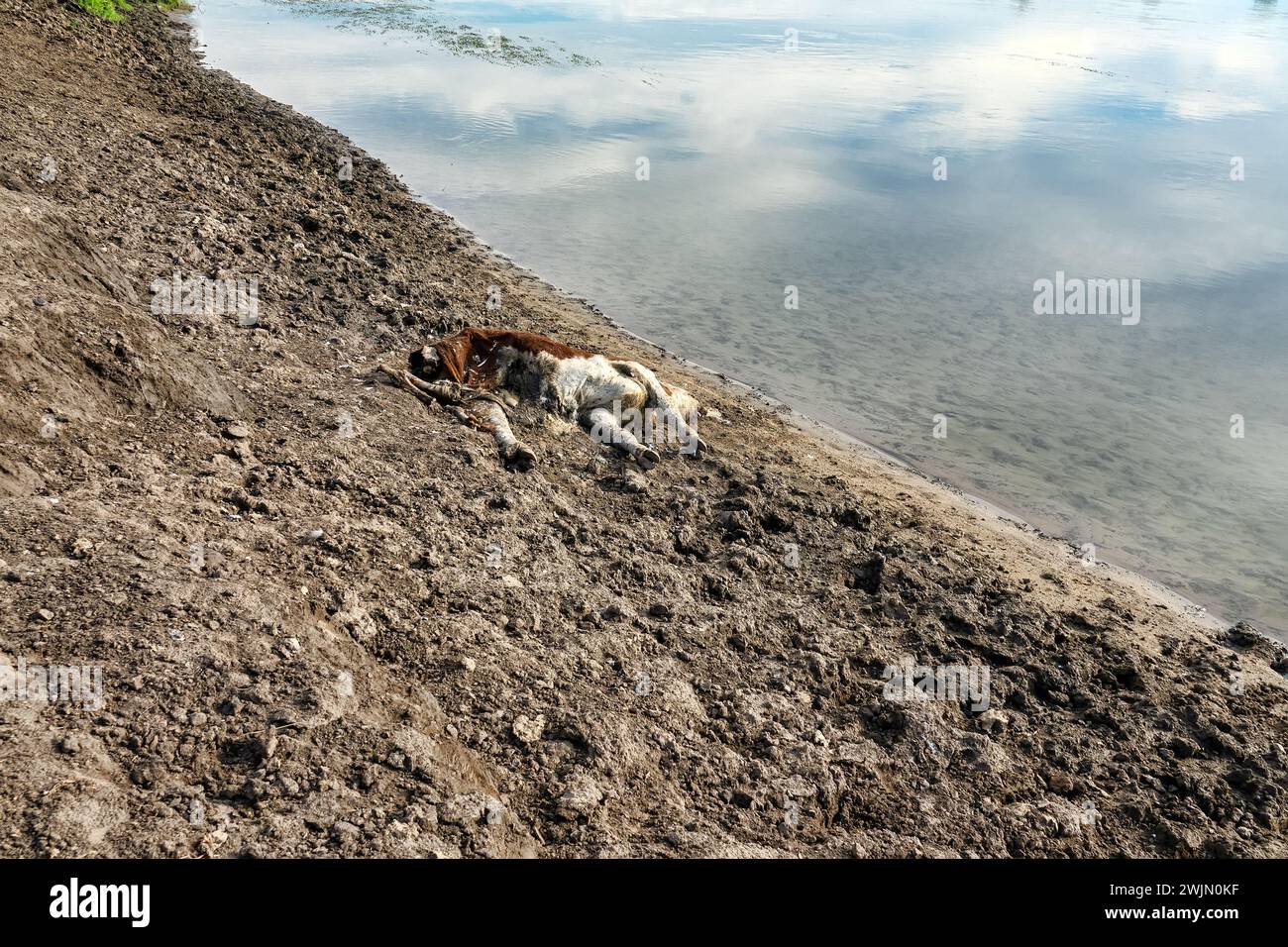 Cattle plague hi-res stock photography and images - Alamy