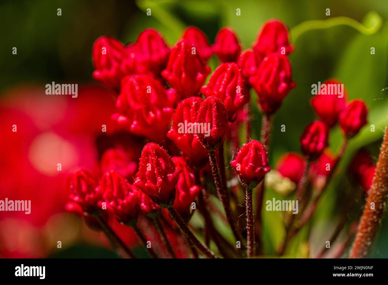 Nature tropicale hi-res stock photography and images - Alamy