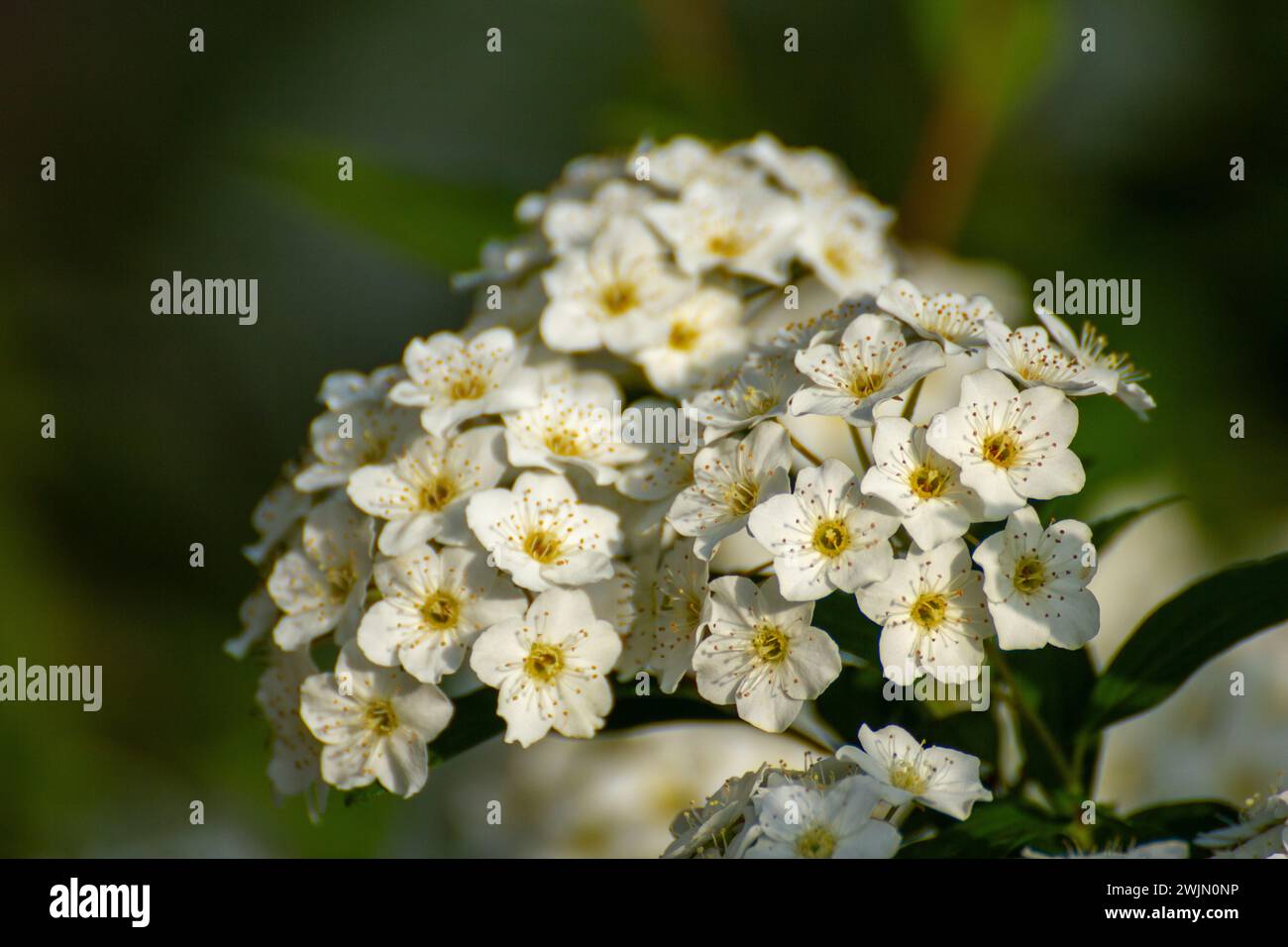 Flowering white spirea hi-res stock photography and images - Alamy