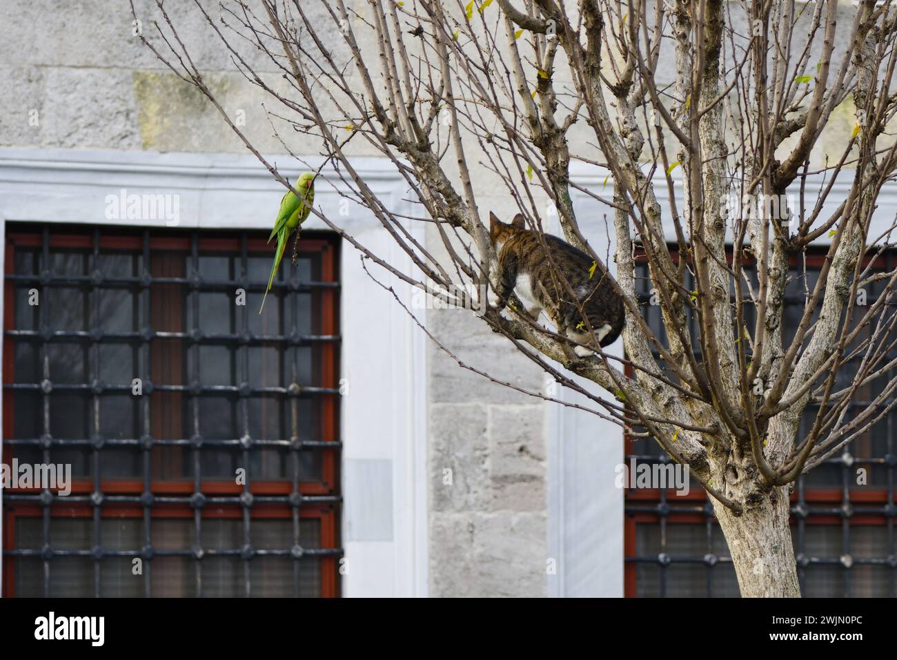 City parakeets hi-res stock photography and images - Alamy