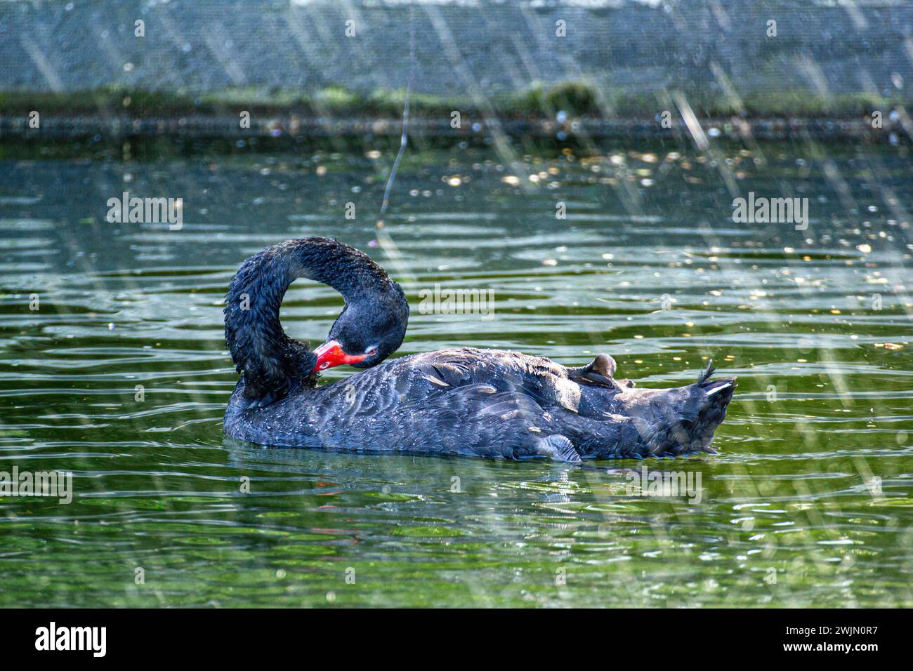 Red beak swan hi-res stock photography and images - Alamy