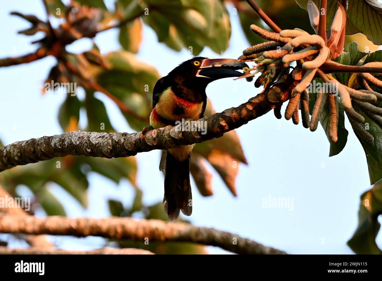 VOLCÁN MIRAVALLES, ALUAJUELA PROVINCE, COSTA RICA: Collared aracari ...