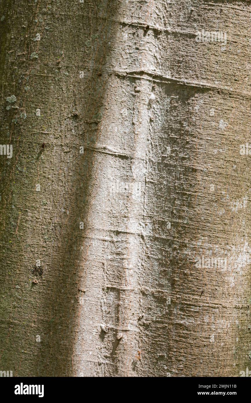 dogwood tree trunk, wood texture, gray wooden background. Giant dogwood ...