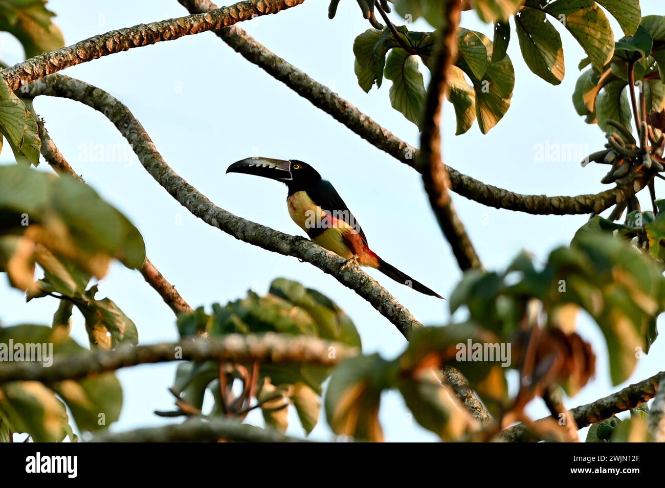 VOLCÁN MIRAVALLES, ALUAJUELA PROVINCE, COSTA RICA: Collared aracari ...