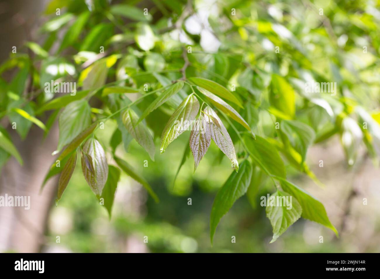 Giant dogwood trunk and leaves Cornaceae deciduous tall tree Stock ...