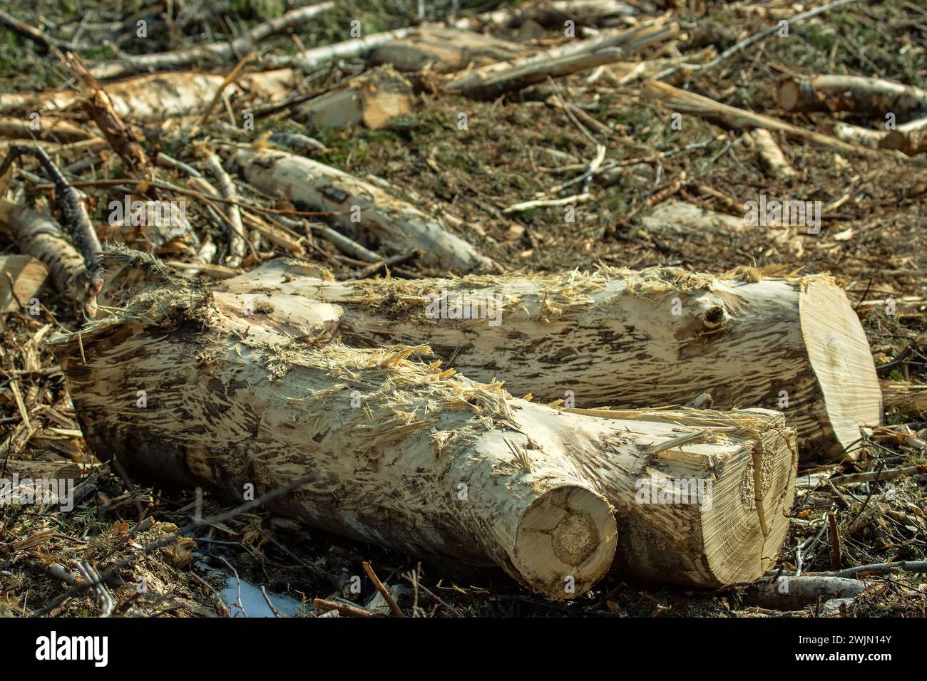 Wood waste, defective lumber, remains of wooden material at the site of ...