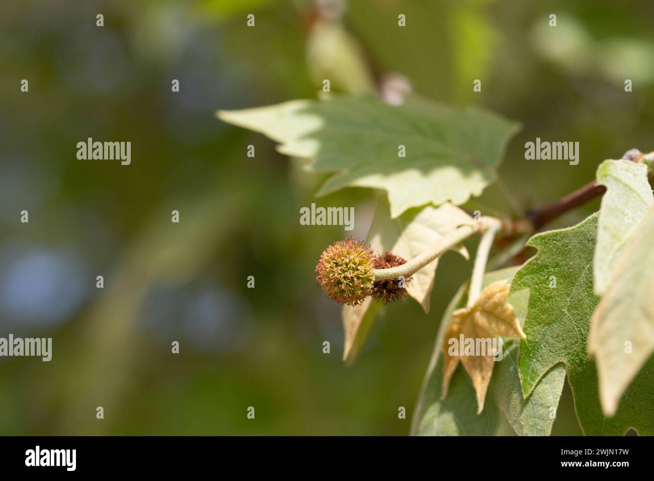 Leaves and fruits of Platanus occidentalis, also known as American ...