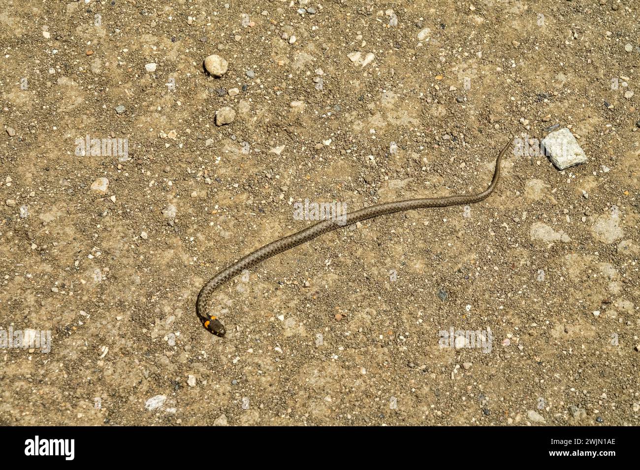 A young grass-snake (Natrix natrix) crosses the soil road in fright ...
