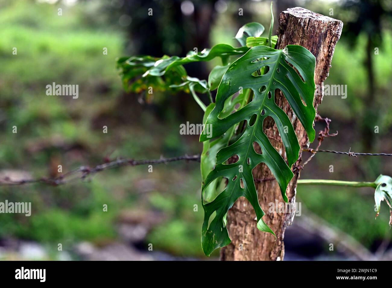 VOLCÁN MIRAVALLES, ALUAJUELA PROVINCE, COSTA RICA: Monstera adansonii ...