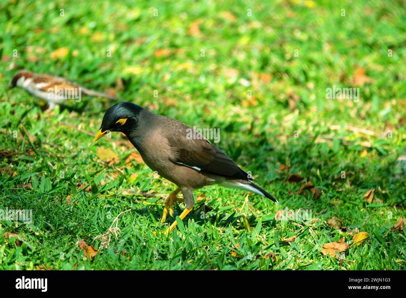 Indian myna (Acridotheres tristis) in Abu Dhabi Stock Photo - Alamy
