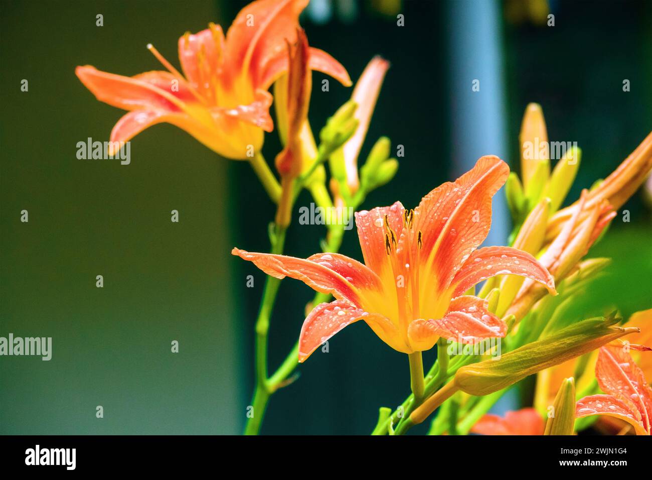 Red lily flower after rain Stock Photo - Alamy