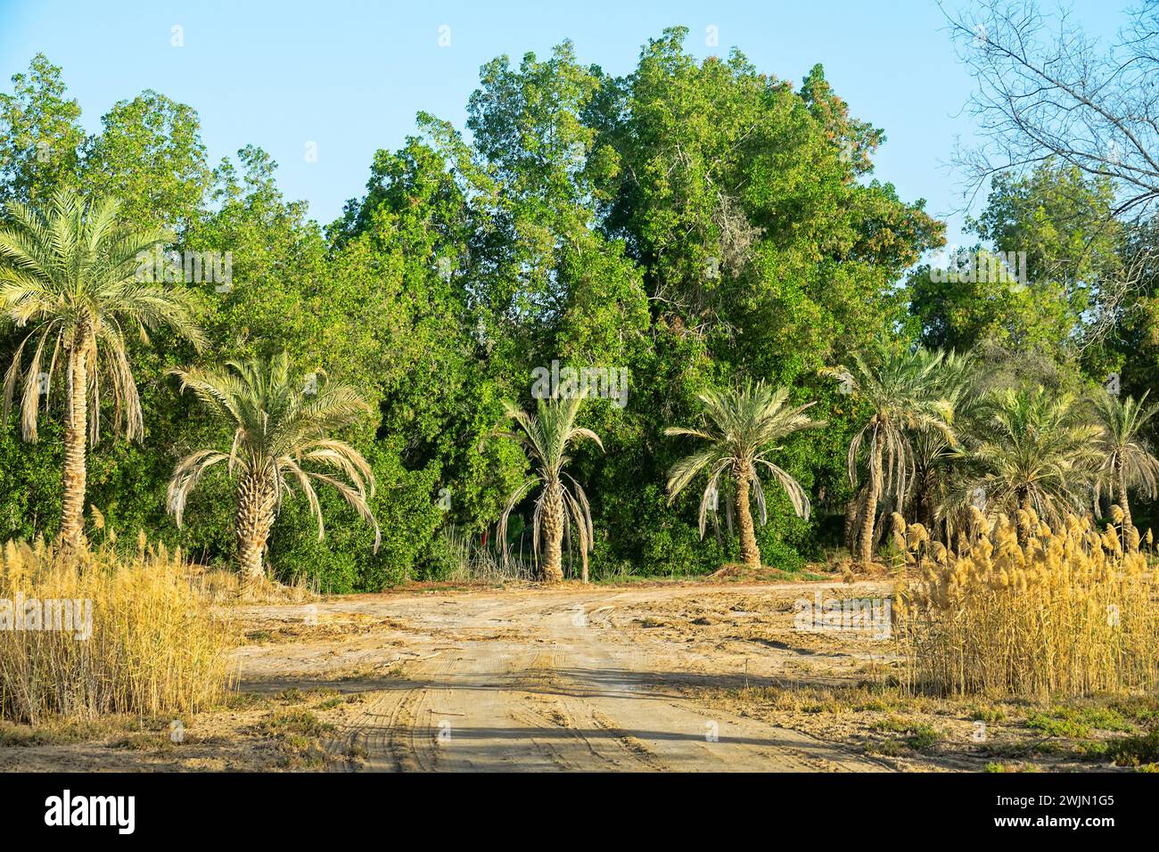 Artificial forest in the Arabian desert, artificial reafforestation ...