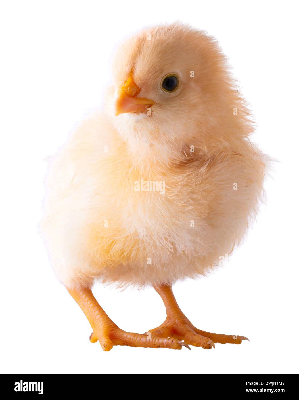 Bright yellow chicken buff Orpington chicken chick signaling spring is ...