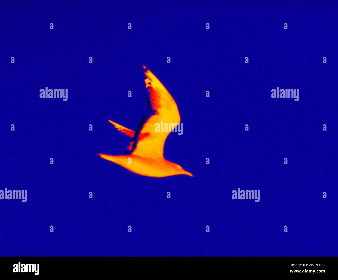 Naval thermal hi-res stock photography and images - Alamy